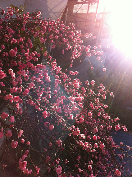 春爛漫 ｜神戸はしまん